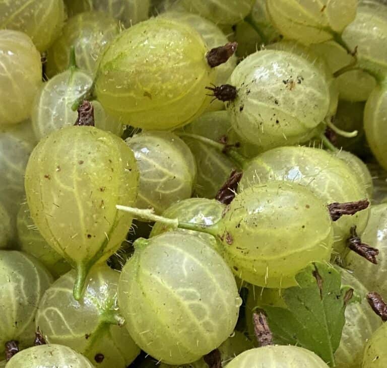 How to Freeze Gooseberries - Everyday Baker